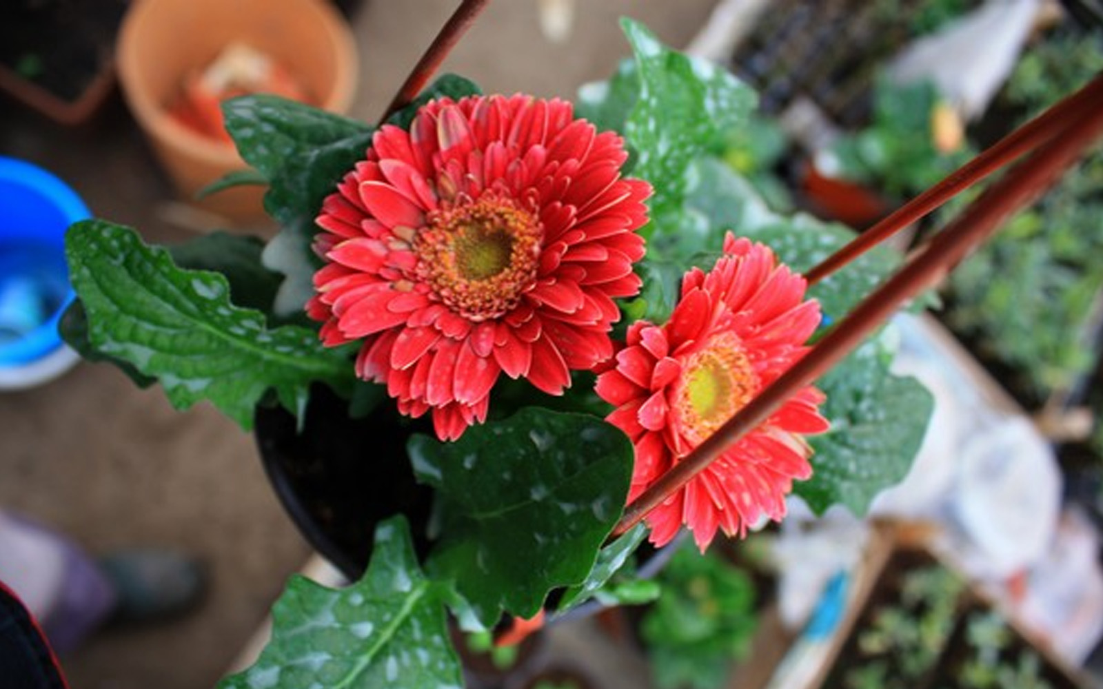 Gerber - Cvećara Decora