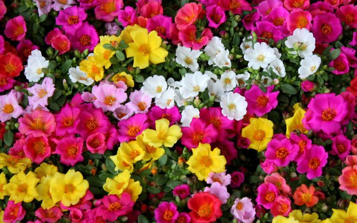 Prkos - Cvećara Decora