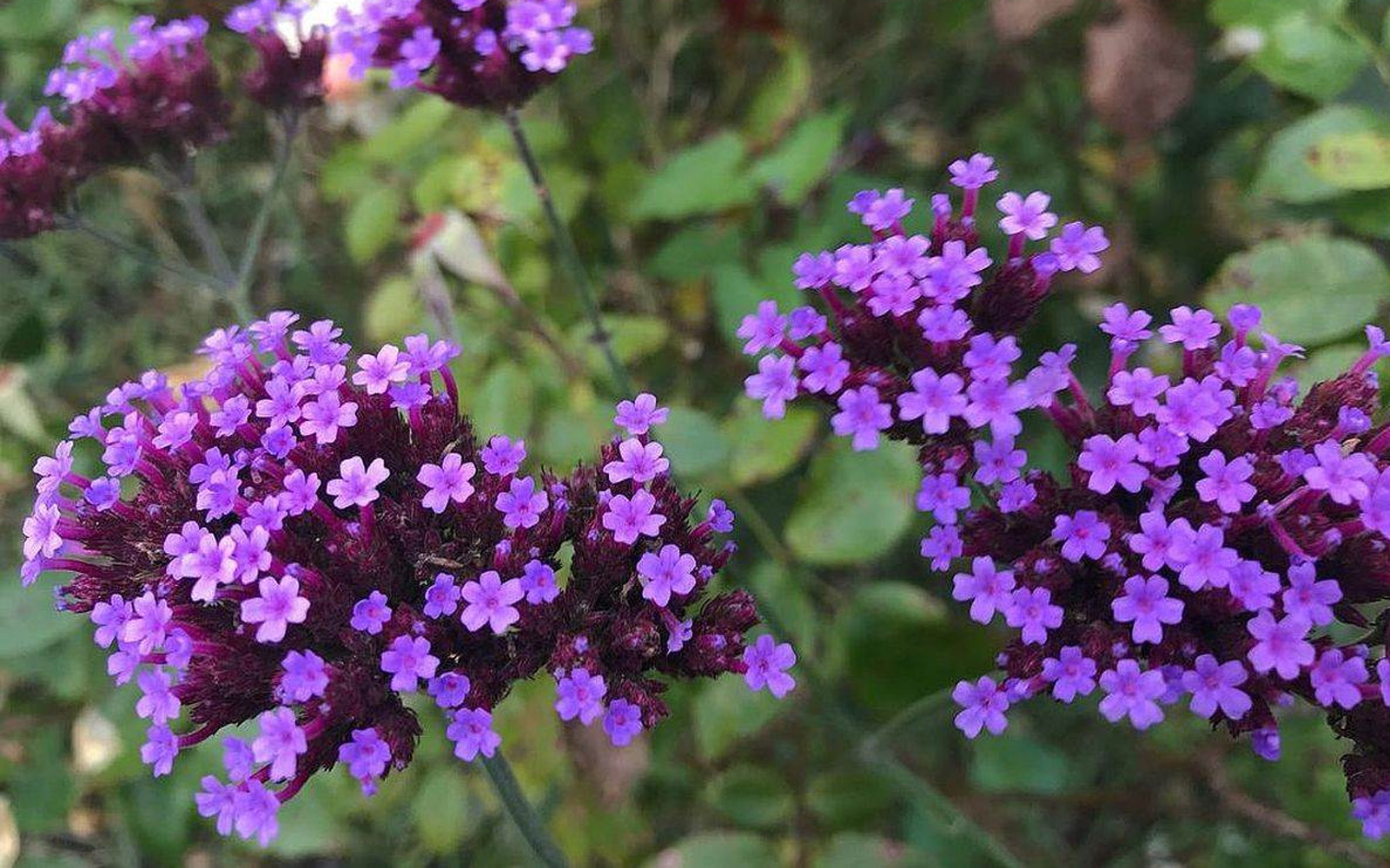 Verbena - Cvećara Decora