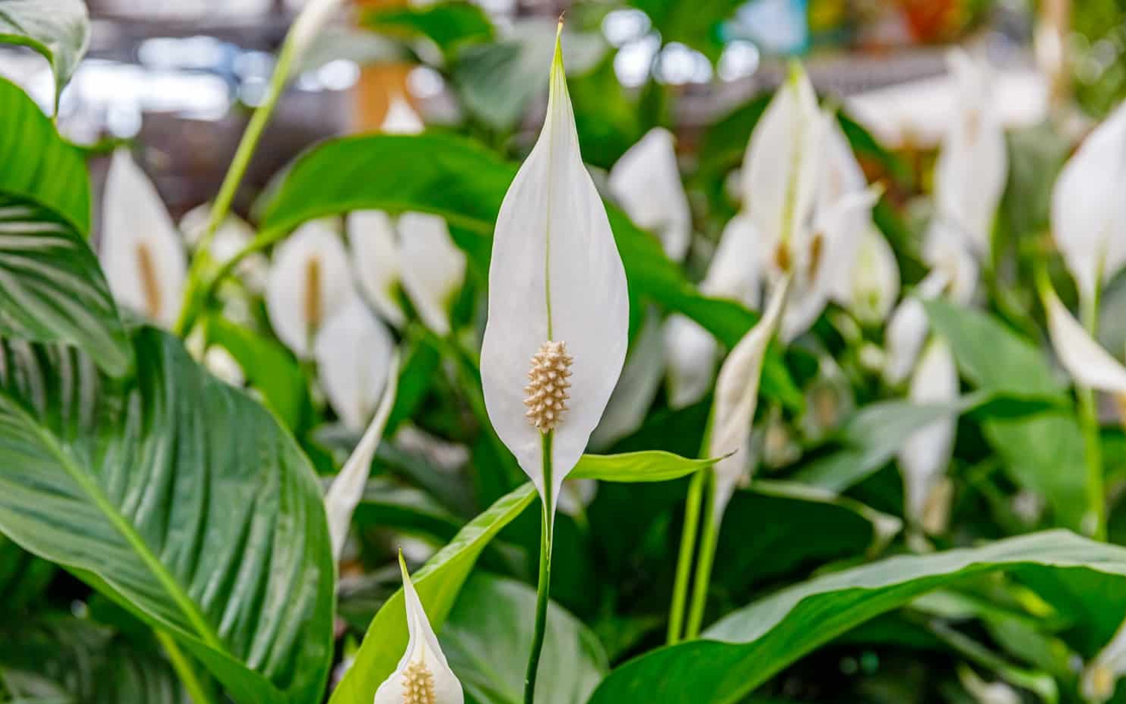 Spatifilum - Cvećara Decora