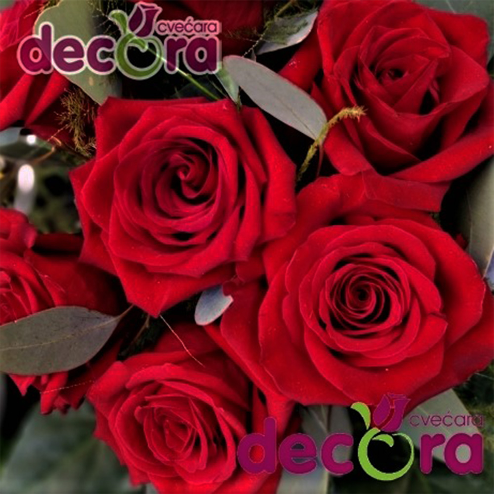 Crvena Ruža R14 Cvećara Decora